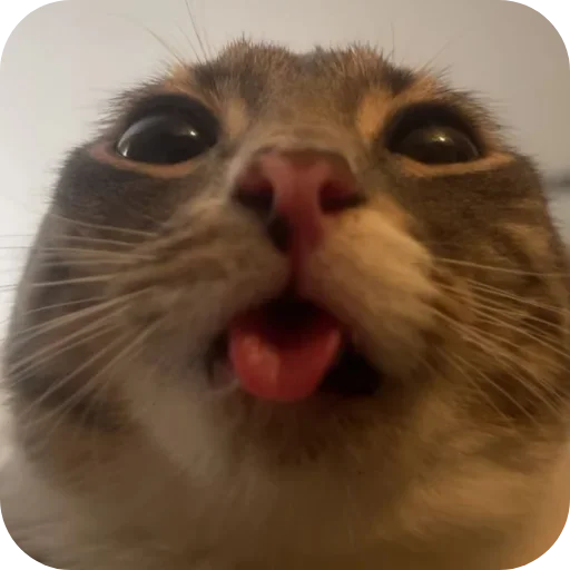 Cat Rig Telegram video stickers
